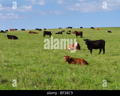 Livestock - Mixed breed beef cattle feeding on silage at a feedlot ...