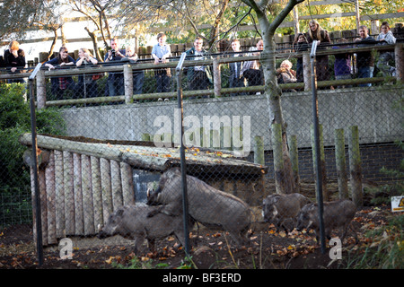 Two hogs mating at London Zoo viewed from the Regents Canal Stock Photo ...