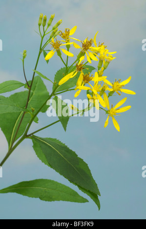 Life Root, Squaw Weed (Senecio ovatus, Senecio fuchsii), flowers Stock ...