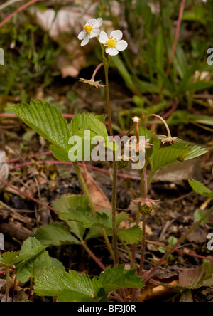 Wild strawberry (Fragaria vesca) flower showing petals, calyx and ...