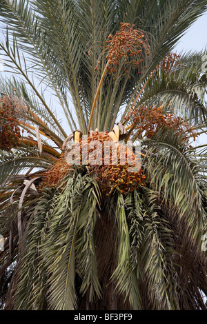 date palm (Phoenix dactylifera), fruiting, Turkey Stock Photo - Alamy