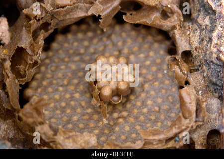 Stingless bee hive of Melipona bicolor at University of Vicosa, Vicosa ...