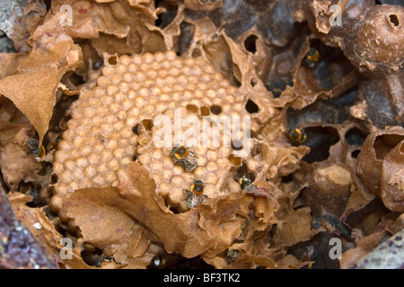 Stingless bee hive of Melipona bicolor at University of Vicosa, Vicosa ...
