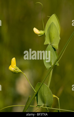 Yellow Vetchling Lathyrus aphaca. Uncommon winter annual in UK Stock ...