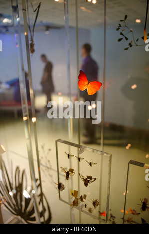 Insect display in the Darwin Centre at the Natural History Museum ...