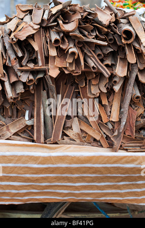 Cinnamon tree bark on a spice plantation in Goa, South India ...