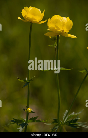 Globeflowers (Trollius europaeus) in flower, Liechtenstein, June 2009 ...
