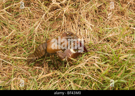 A signal crayfish from the river thames inside a crayfish trap Stock ...