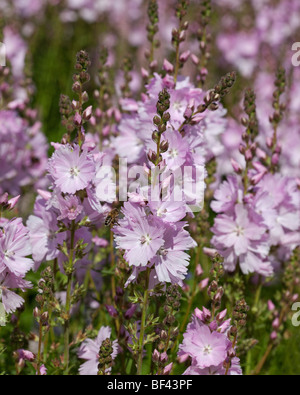 Sidalcea ‘Elsie Heugh’ prairie mallow Elsie Heugh – upright racemes of ...