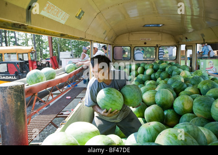 unloading watermelons from converted school bus Stock Photo - Alamy