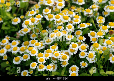 pyrethrum aureum 'golden moss' bed display flowers Tanacetum cinerariifolium pyrethrum daisies ...