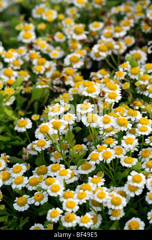 pyrethrum aureum 'golden moss' bed display flowers Tanacetum ...