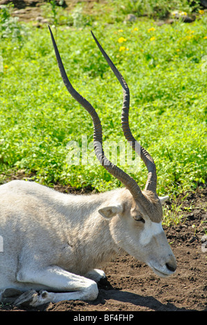 Antelope Addax Addax nasomaculatus close up of head Stock Photo - Alamy