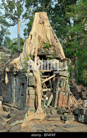 Thitpok (Tetrameles nudiflora) tree growing at Ta Prohm originally ...