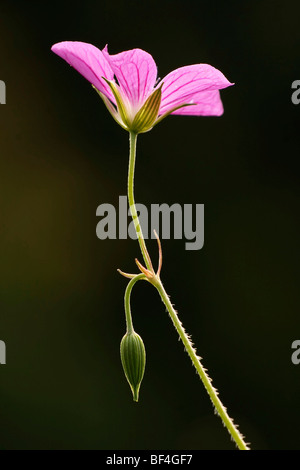 Marsh cranesbill Geranium palustre Stock Photo - Alamy