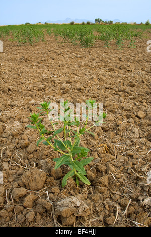 Agricultural field on which grow immature young cereals, wheat. Blue ...
