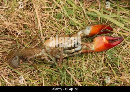 An aggressive Red Signal Crayfish Stock Photo - Alamy