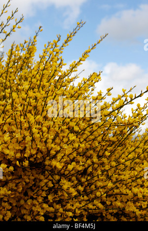 Cytisus x praecox 'Allgold' AGM Stock Photo - Alamy
