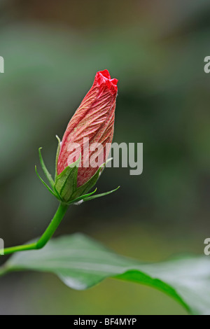 Hibiscus flowers (Hibiscus sp Stock Photo - Alamy