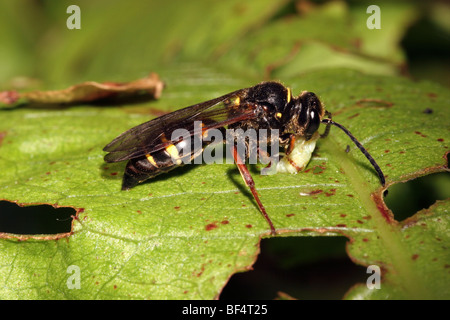 Hunting-wasp (Argogorytes mystaceus : Sphecidae) female with a ...
