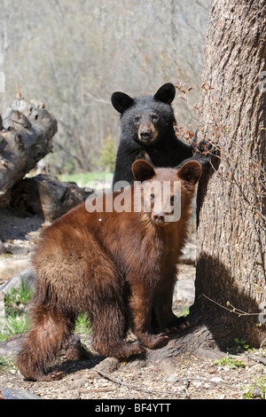 Black bear (Ursus americanus), two cub climbing on tree trunk Stock ...