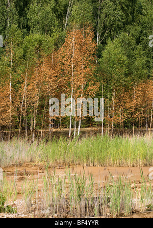 polluted countryside next to karabash in the urals russia Stock Photo ...
