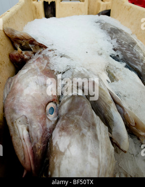 Freshly caught cod stacked frozen ready for gutting in a fisheries co ...