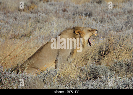 Lion waking up and yawning Stock Photo - Alamy