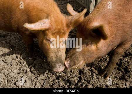 Two pigs kissing Stock Photo - Alamy