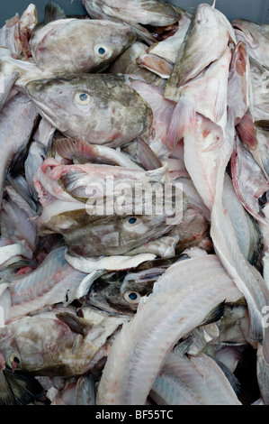 Head of a freshly caught cod Stock Photo - Alamy