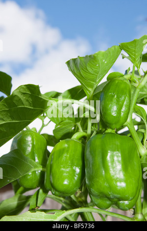capsicum plant in vegetable garden in australia in spring Stock Photo ...