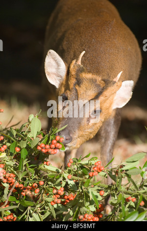 Muntjac Deer (Muntiacus reevesi). Head of a male showing 'tusks' and ...