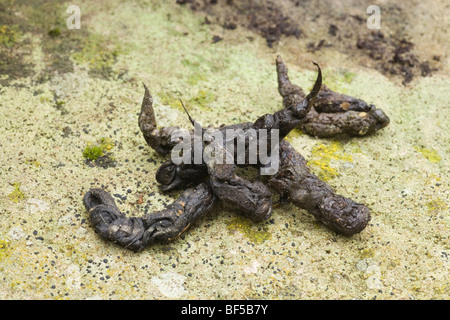 Stoat (Mustela erminea). Droppings Stock Photo - Alamy