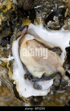 A closeup photo of freshly opened oysters on a white background, with a ...