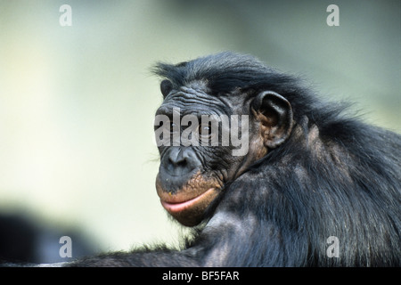 bonobo, pygmy chimpanzee (Pan paniscus), female, with swollen genitals ...