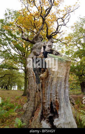 Ancient old English Oak Tree, Bradgate Park, Charnwood, Leicestershire ...