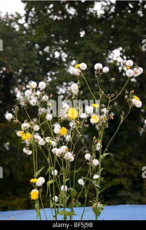 Flowers and seed heads of ragwort (Jacobaea vulgaris, Senecio jacobaea ...
