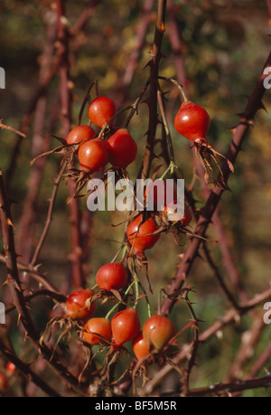 red rose hips close up Stock Photo - Alamy