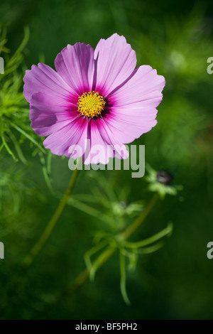 cosmos (cosmos bipinnatus Stock Photo - Alamy