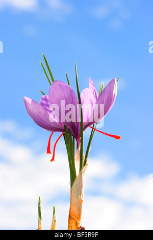 Saffron Crocus (Crocus sativus) with red stigma, Munder Safran, Mund ...