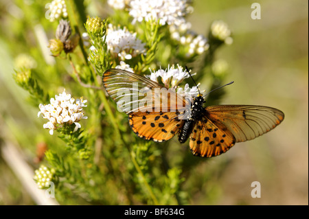 Acraea butterfly on white flower Stock Photo - Alamy