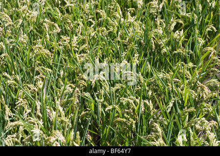 Paella Rice plants growing in water, Valencia, Spain Stock Photo - Alamy