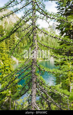 Young branches of larch. Closeup of green larch young needles. Larix ...