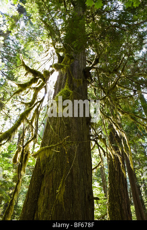 Mossy old growth western red cedar trees in an ancient rainforest on ...