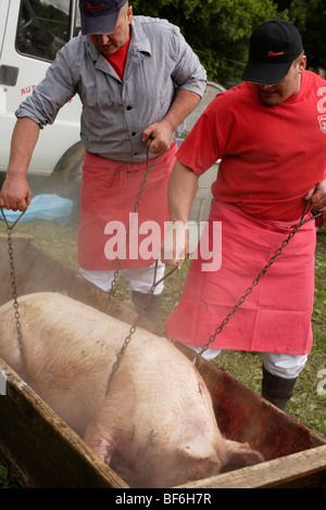 Rural pig sticking Stock Photo: 26575563 - Alamy