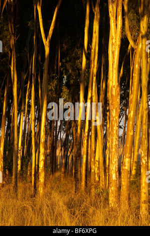 Gum trees forestry Harare Zimbabwe agriculture agro-forestry farming ...