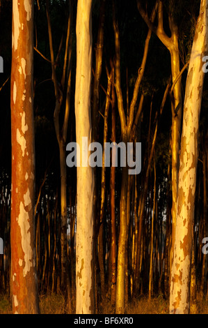 Gum trees forestry Harare Zimbabwe agriculture agro-forestry farming ...
