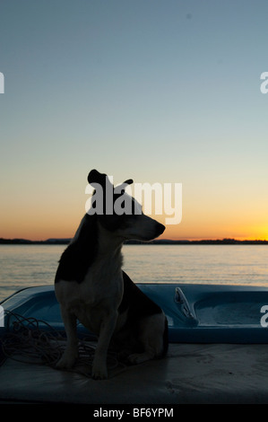 A dog is a man's best friend Stock Photo - Alamy