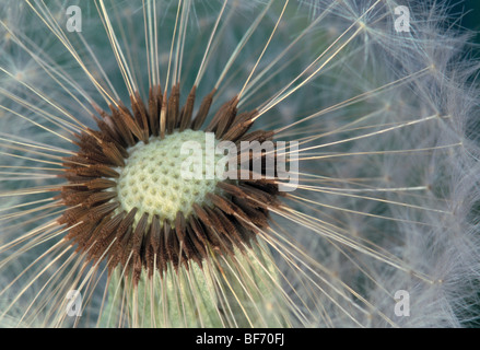 hawkbit, dandelion, leontodon hispidus Stock Photo - Alamy