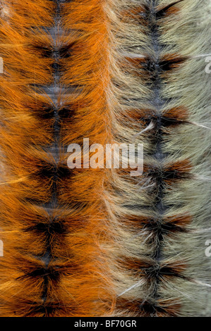 Pachymeta robusta Msasa Moth caterpillar caterpillars moth butterfly ...